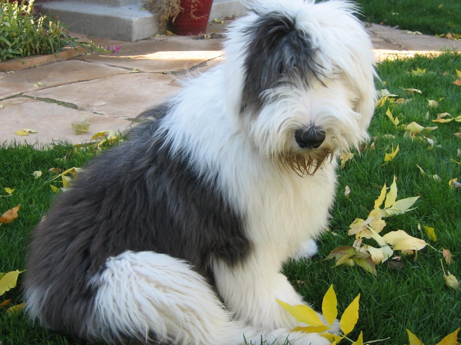 Old English Sheepdog 1 - Pet Paw