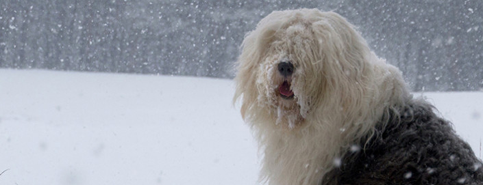 Old English Sheepdog slider 1 - Pet Paw