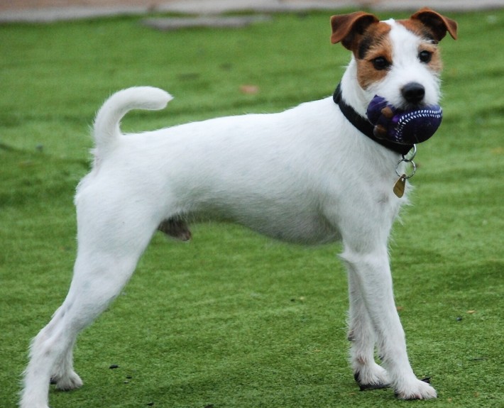 Parson Russell Terrier Breed Guide - Learn about the Parson Russell ...