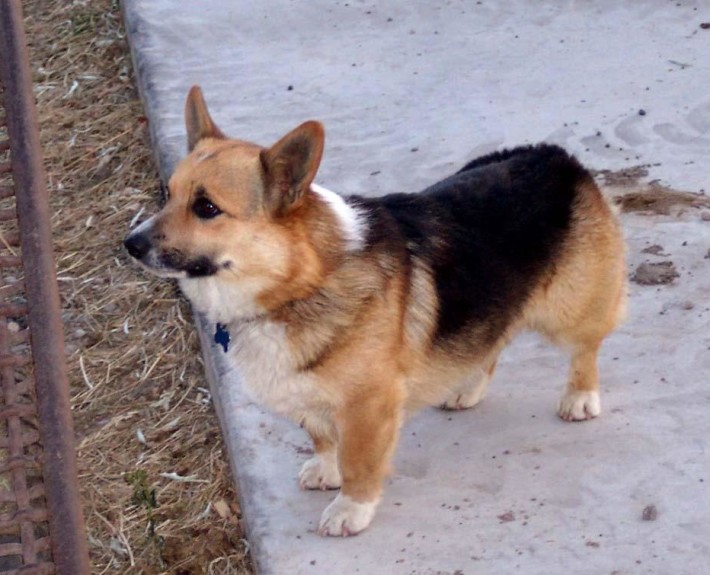 Pembroke Welsh Corgi Breed Guide - Learn about the Pembroke Welsh Corgi.