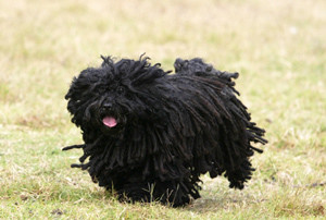 Puli Dog - Pet Paw