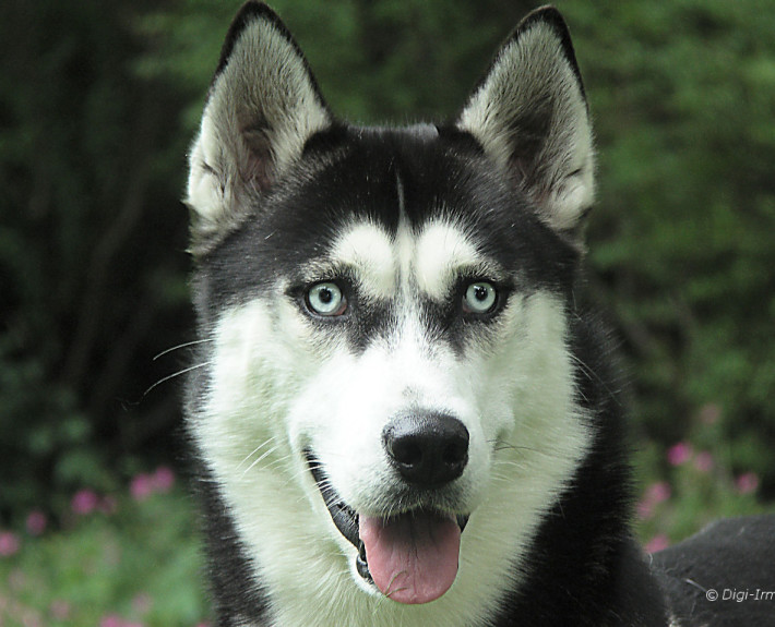 Siberian Husky Breed Guide - Learn about the Siberian Husky.