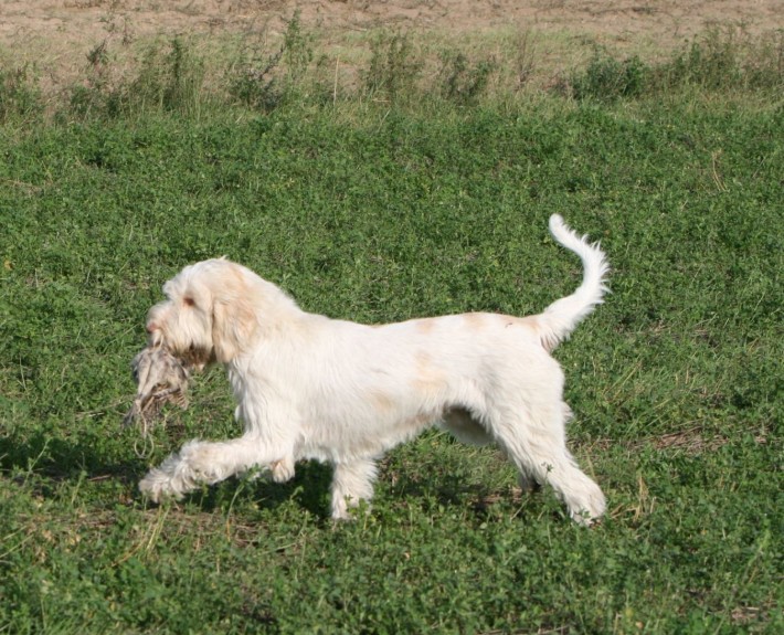 Spinone Italiano Breed Guide - Learn about the Spinone Italiano.