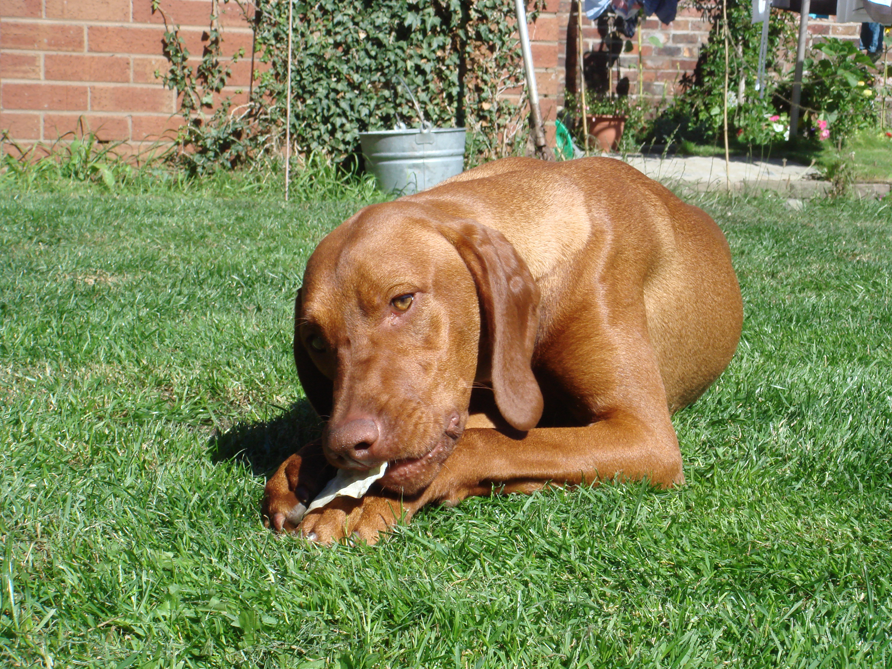Vizsla 1 - Pet Paw