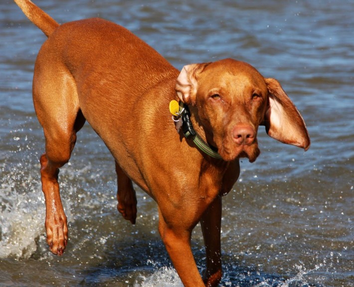 Vizsla Breed Guide - Learn about the Vizsla.