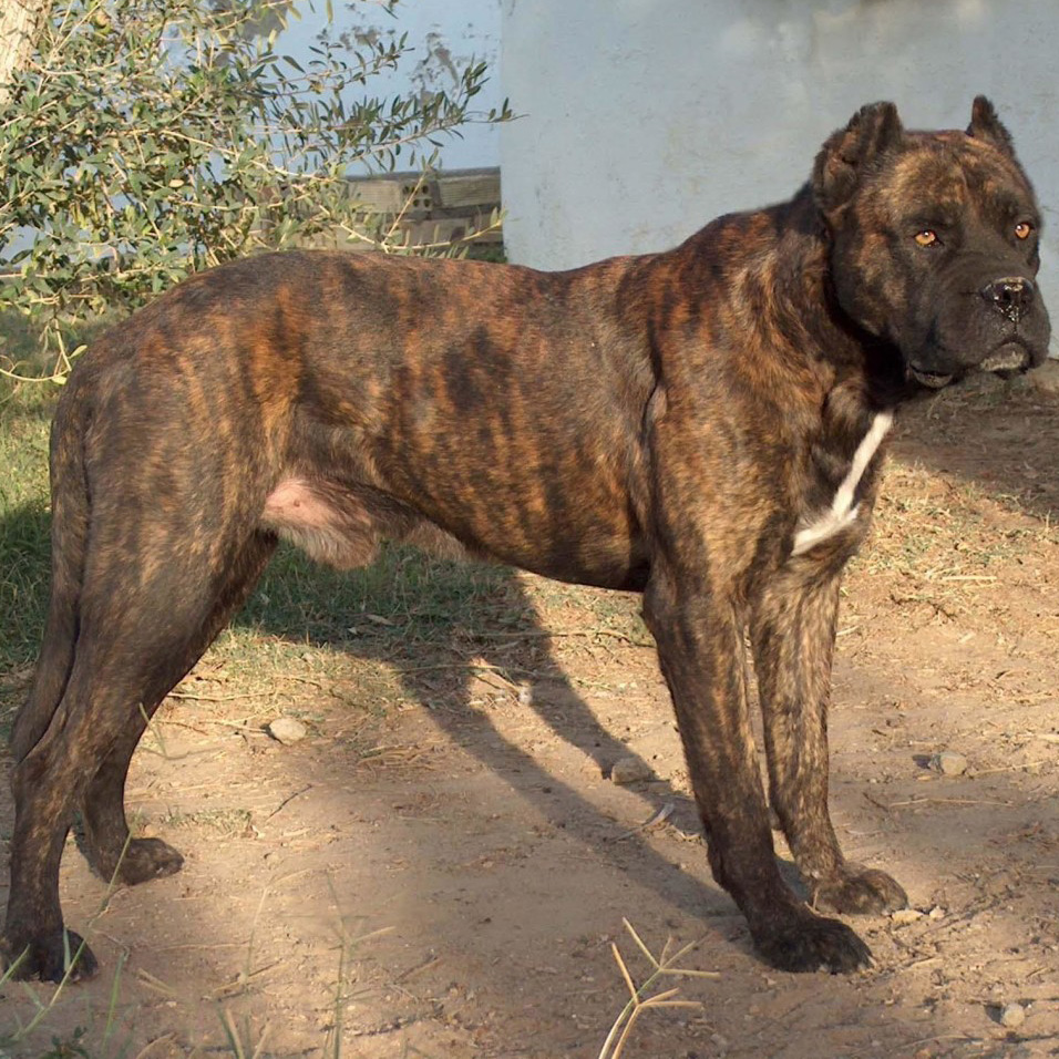 Alano Español Breed Guide - Learn about the Alano Español.