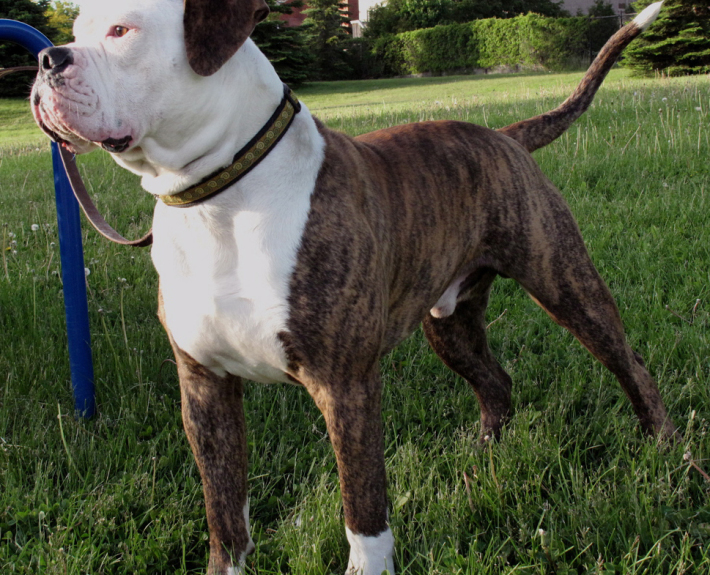 American Bulldog Breed Guide - Learn about the American Bulldog.