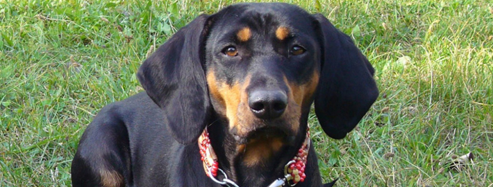 Austrian Black and Tan Hound On The Grass - Pet Paw