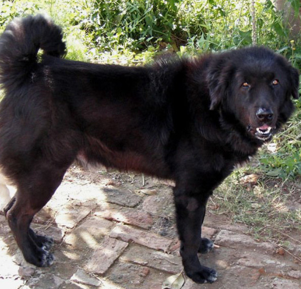 Bakharwal Breed Guide - Learn about the Bakharwal.