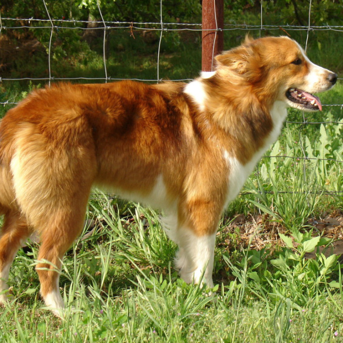 Basque Shepherd Cute Dog - Pet Paw