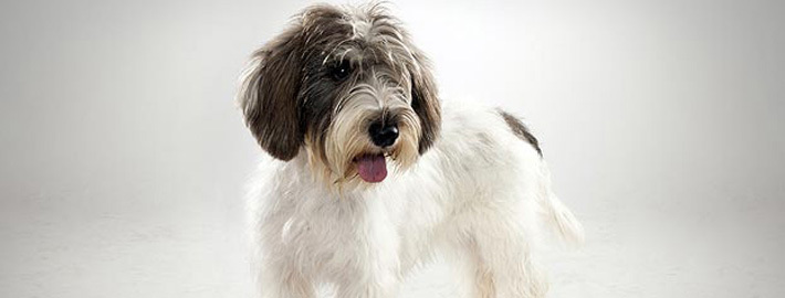 Basset Griffon Vendéen (Petit) Breed Guide - Learn about the Basset ...