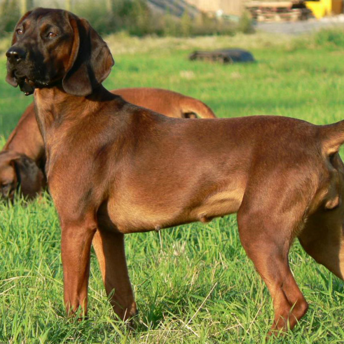 Bavarian Mountain Hound Dog - Pet Paw