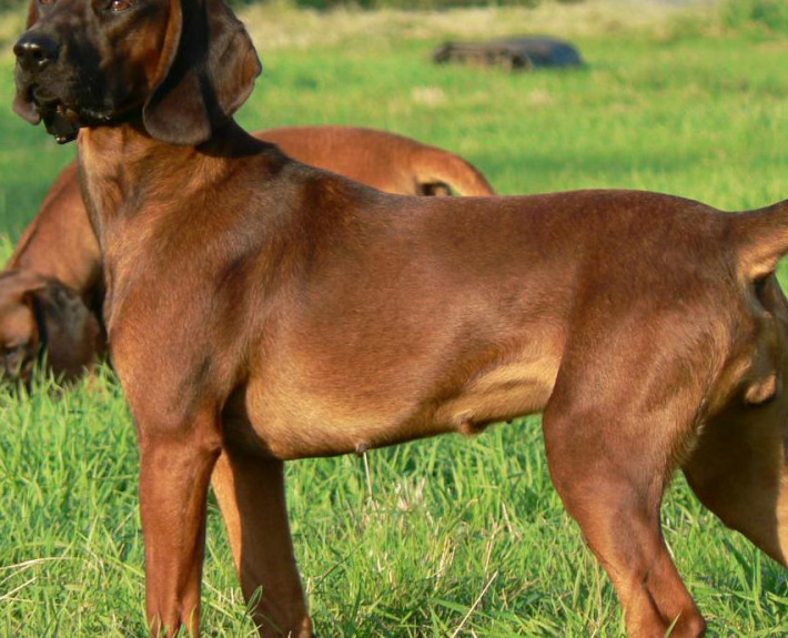 Bavarian Mountain Hound Breed Guide - Learn about the Bavarian Mountain ...