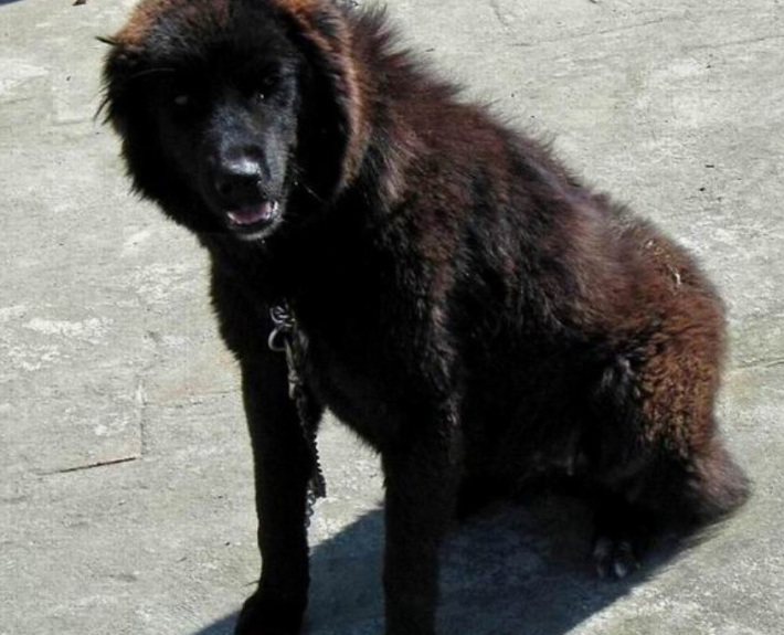 Bakharwal Breed Guide - Learn about the Bakharwal.
