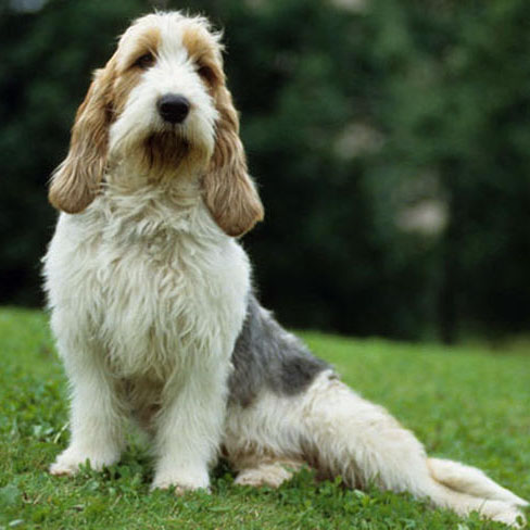 Basset Griffon Vendéen (Grand) Breed Guide - Learn about the Basset ...