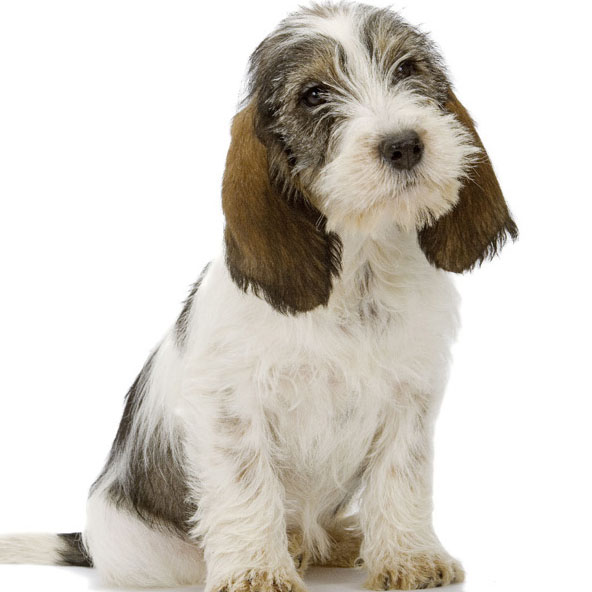Basset Griffon Vendéen (Grand) Breed Guide - Learn about the Basset ...