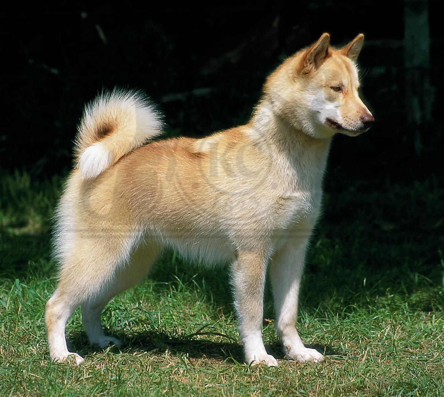 Greenland Dog 1 - Pet Paw