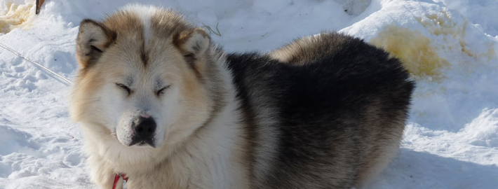 Greenland Dog Breed Guide - Learn about the Greenland Dog.