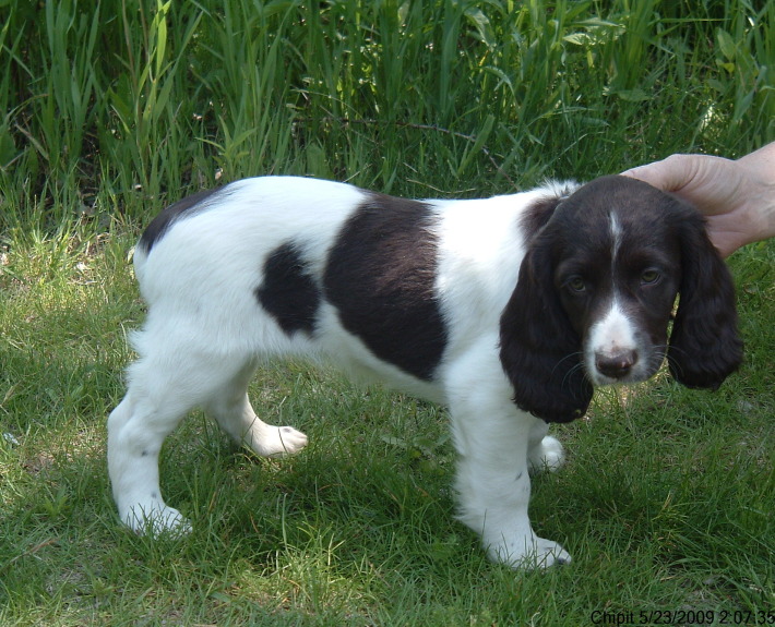 Russian Spaniel Breed Guide - Learn about the Russian Spaniel.