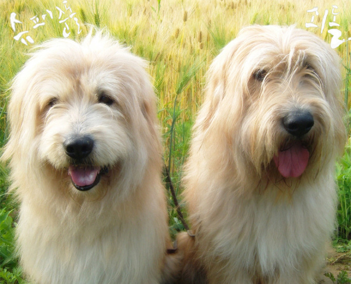Sapsali Breed Guide - Learn about the Sapsali.