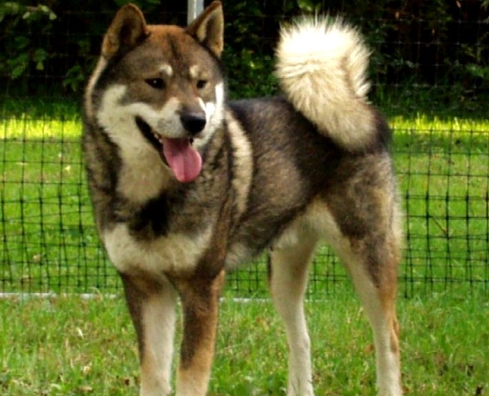 Shikoku Breed Guide - Learn about the Shikoku.