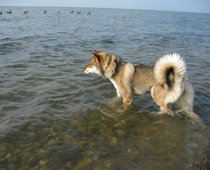 Shikoku Breed Guide - Learn about the Shikoku.