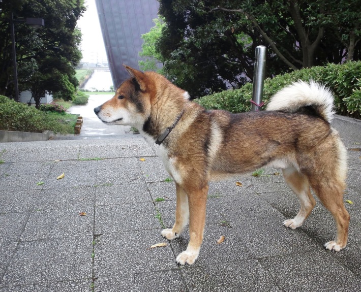 Shikoku Breed Guide - Learn about the Shikoku.