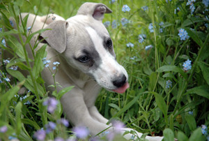 Whippet - Pet Paw