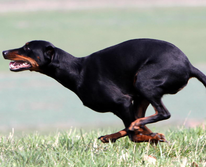 Austrian Black & Tan Hound Breed Guide - Learn about the Austrian Black ...