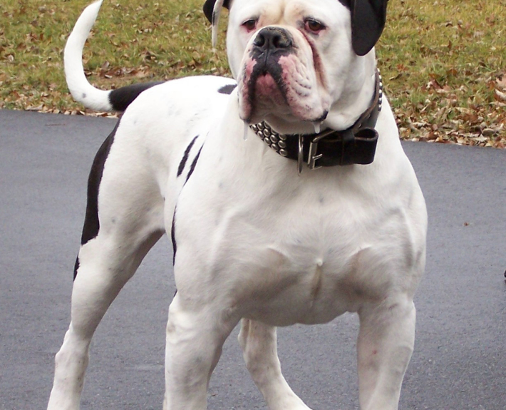 American Bulldog Breed Guide - Learn about the American Bulldog.