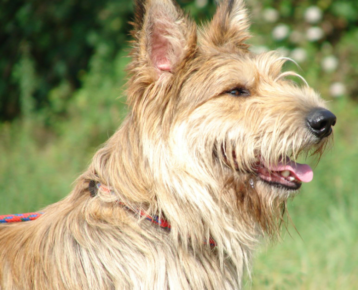 Berger Picard Breed Guide - Learn about the Berger Picard.