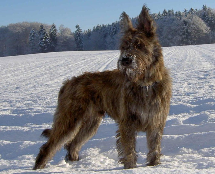 Berger Picard Breed Guide - Learn about the Berger Picard.