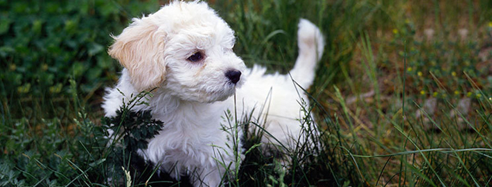 Bolognese Wandering Around - Pet Paw