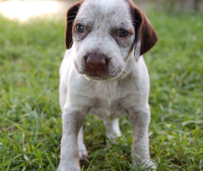 Braque du Puy Breed Guide - Learn about the Braque du Puy.