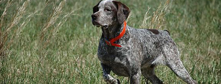 Braque du Puy dog in Action - Pet Paw