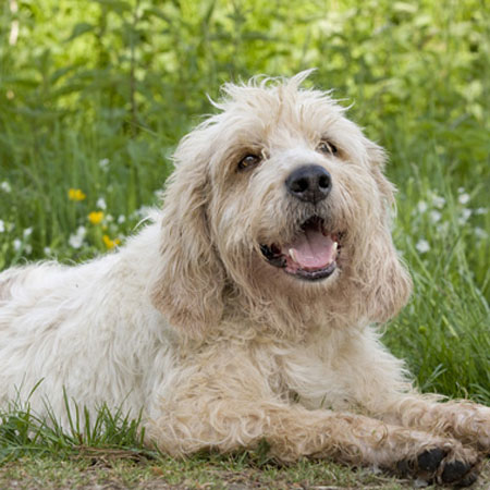Briquet Griffon Vendéen Breed Guide - Learn about the Briquet Griffon ...