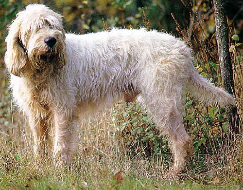 Briquet Griffon Vendéen Breed Guide - Learn about the Briquet Griffon ...
