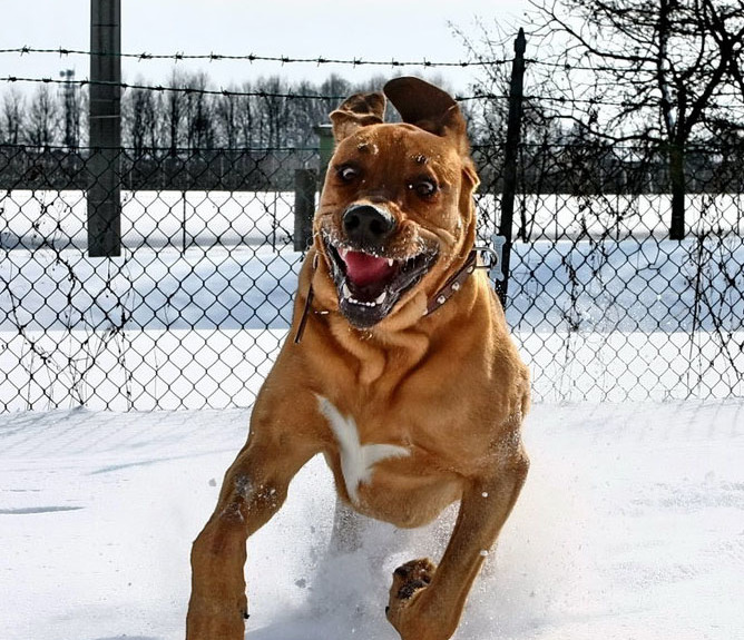 Broholmer Breed Guide - Learn about the Broholmer.