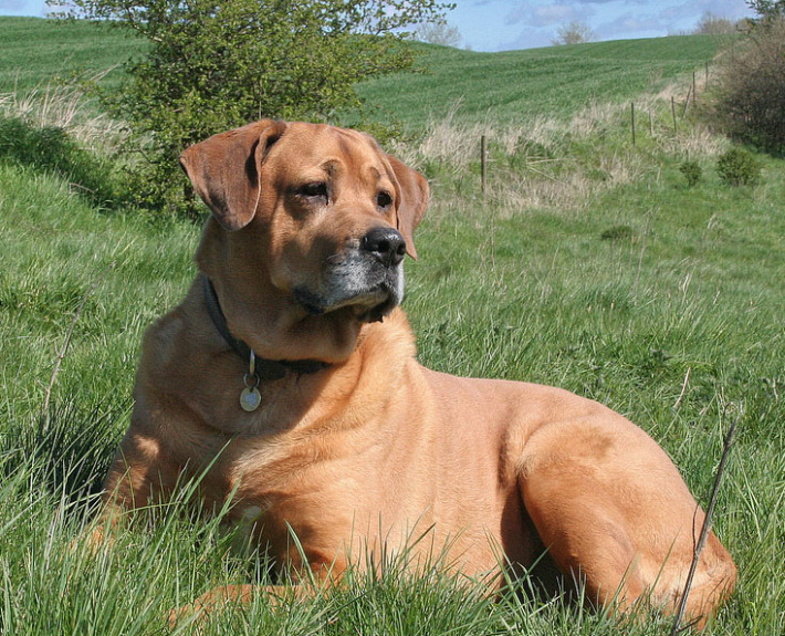 Broholmer Breed Guide - Learn about the Broholmer.