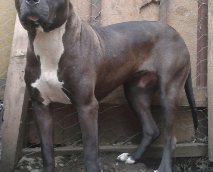 Bully Kutta Breed Guide - Learn about the Bully Kutta.