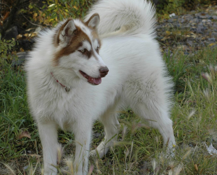 Canadian Eskimo Breed Guide - Learn about the Canadian Eskimo.
