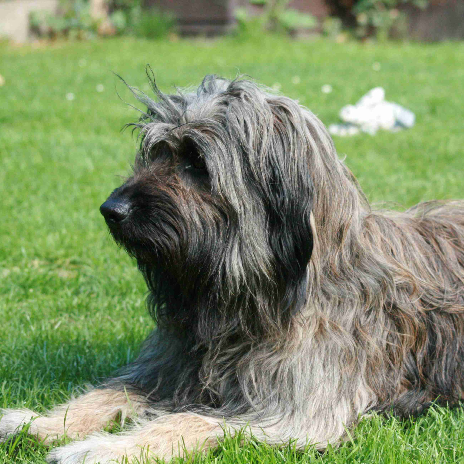 Catalan Sheepdog - Pet Paw