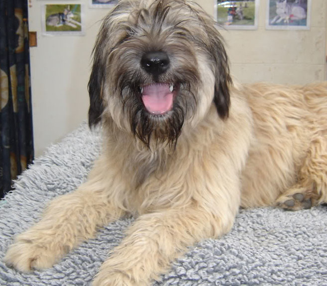 Catalan Sheepdog Breed Guide - Learn about the Catalan Sheepdog.