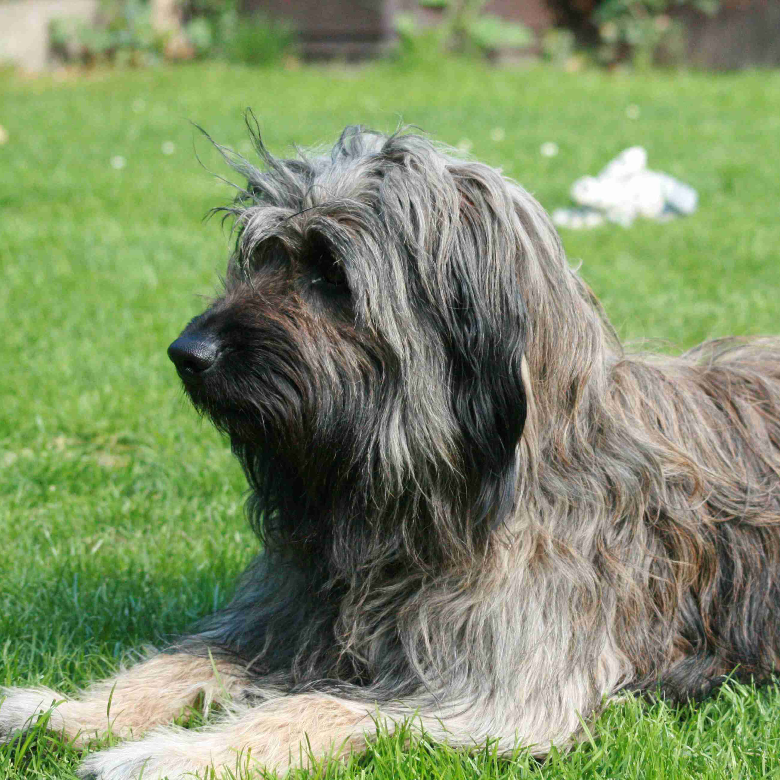 Catalan Sheepdog - Pet Paw