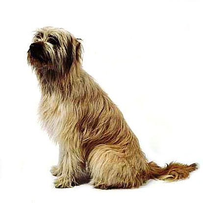 Catalan - Pet Paw