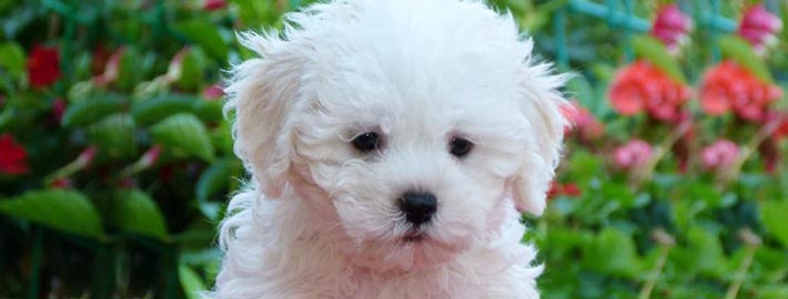 Cute Bolognese Pup - Pet Paw