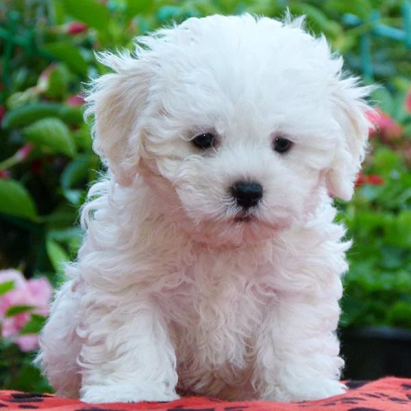 Cute Bolognese Puppy - Pet Paw