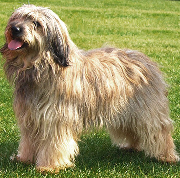 Catalan Sheepdog Breed Guide - Learn about the Catalan Sheepdog.