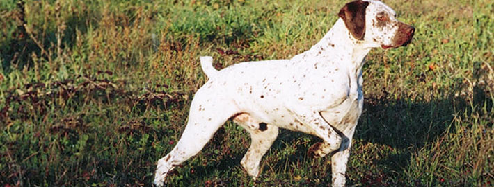 Handsome Braque du Puy Dog - Pet Paw