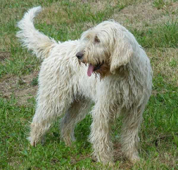 Briquet Griffon Vendéen Breed Guide - Learn about the Briquet Griffon ...